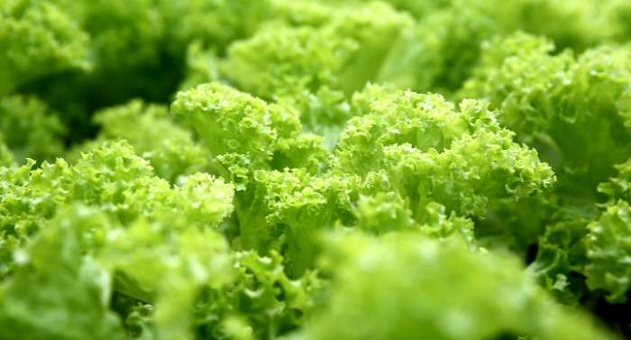 The Story of India's First Large-Scale Lettuce Farms - McDonald's India ...