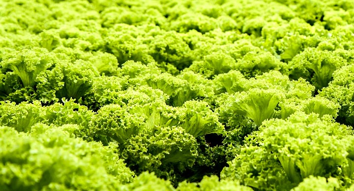 Best of 2016: The Story of India's First Large-Scale Lettuce Farms ...